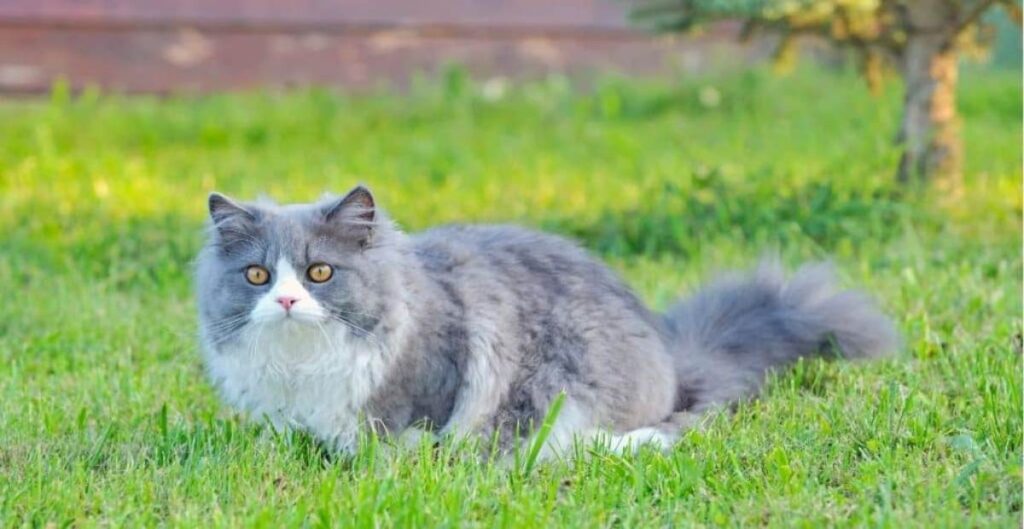 Kucing Persia: Petualangan Dalam Memahami Ras Kucing Yang Terkenal Ini ...